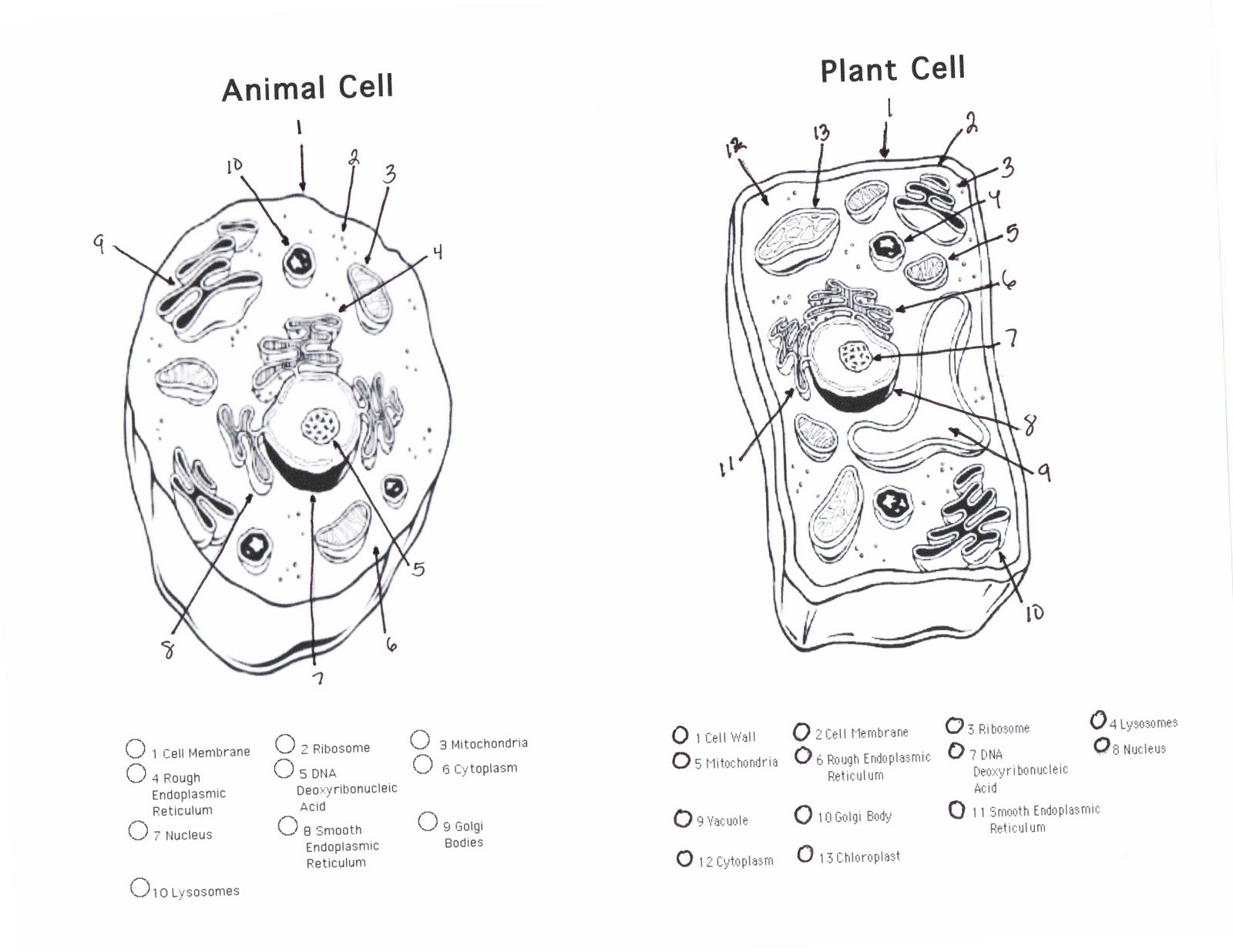 Animal and Plant Cell Coloring Sheet | BubaKids.com