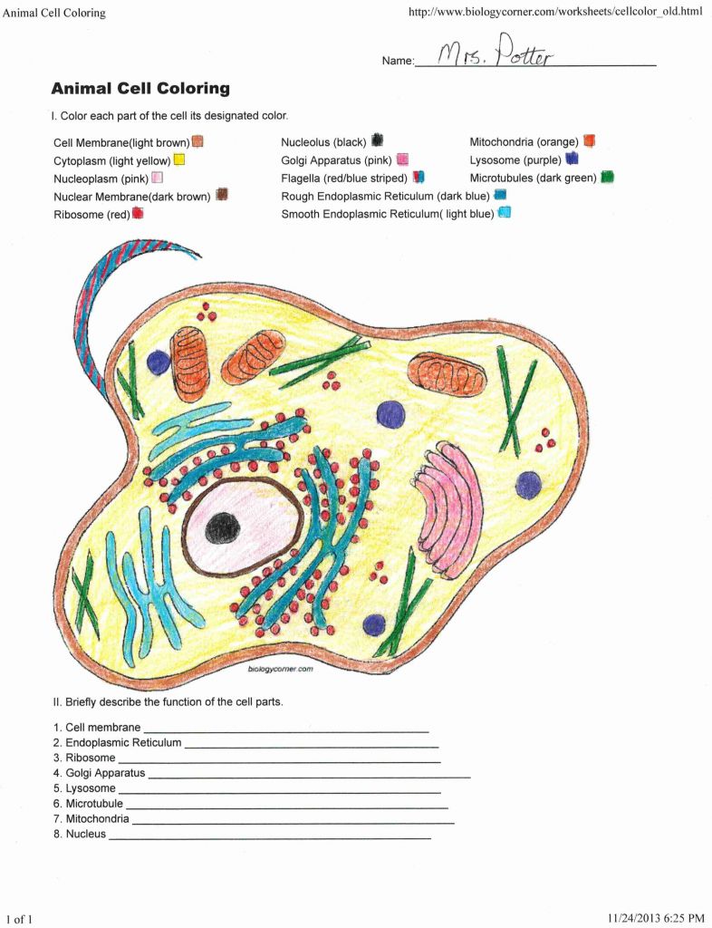 Animal Cell Coloring Answers | BubaKids.com