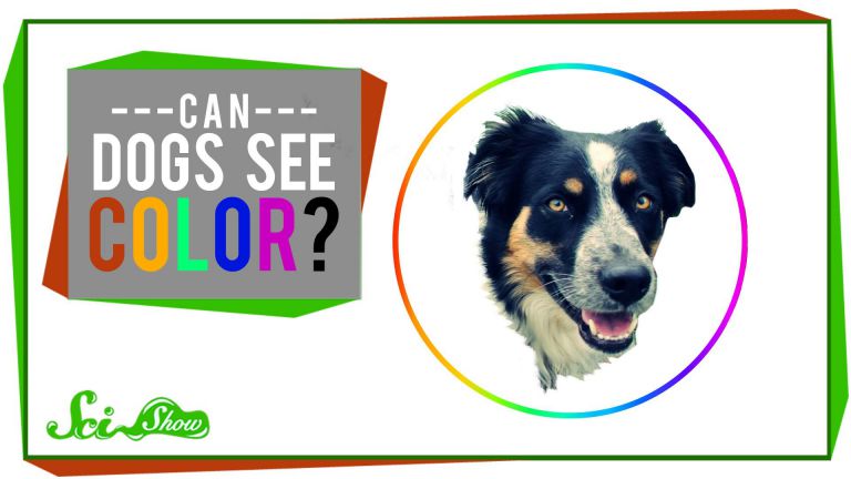 Color Blind Test Animals | BubaKids.com