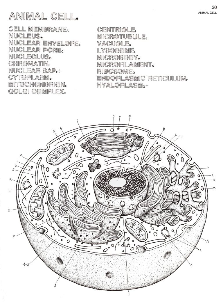 Animal Mandala Coloring Pages | BubaKids.com