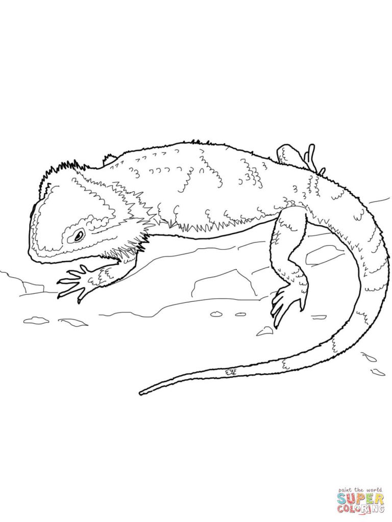 Bearded Dragon Coloring Page | BubaKids.com