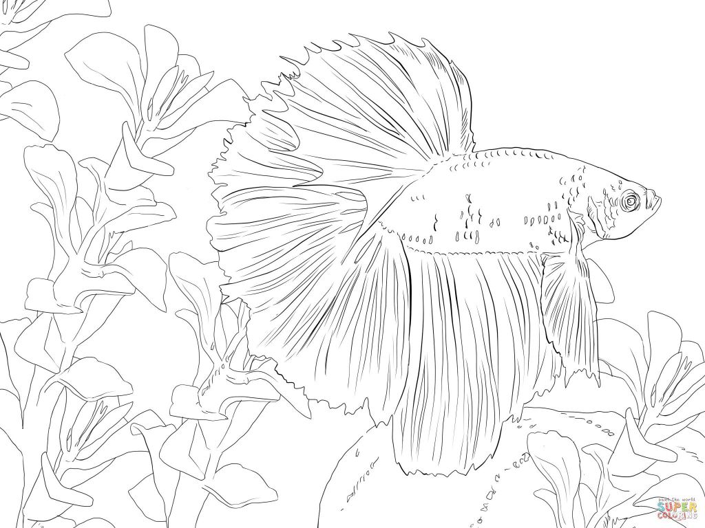 Betta Fish Coloring Pages | BubaKids.com