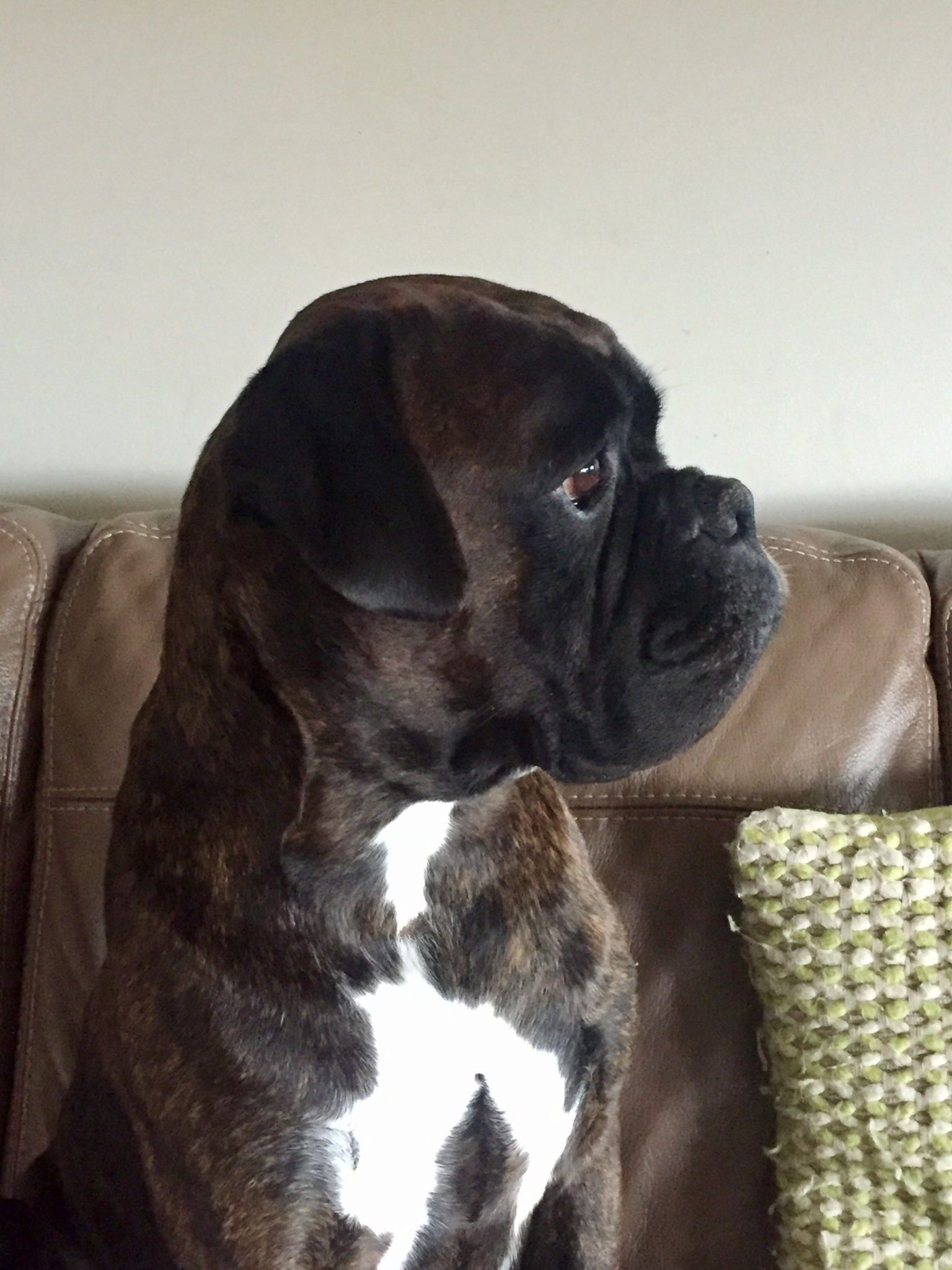 Boxer Puppies Brindle Color | BubaKids.com