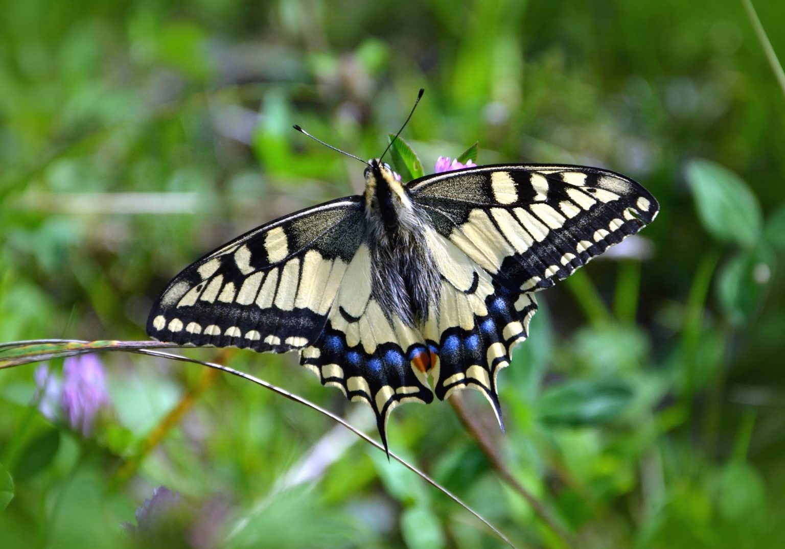 butterfly Colors and their Meanings | BubaKids.com