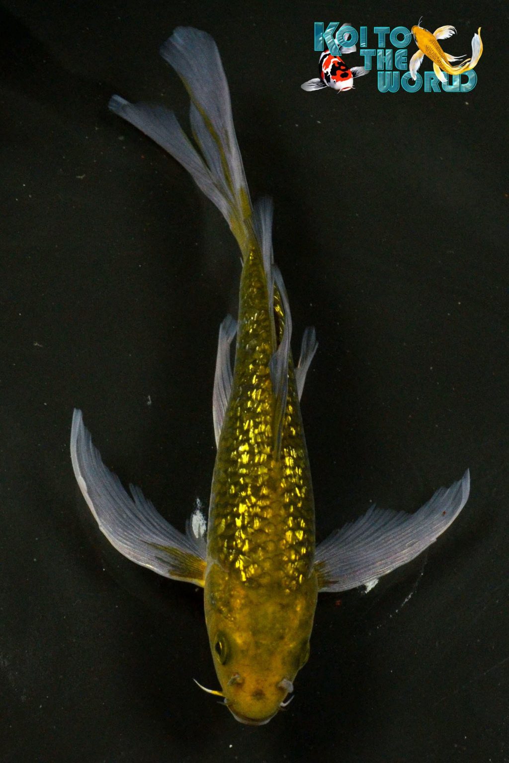 Kawaii Cat Coloring Page Bubakids | BubaKids.com