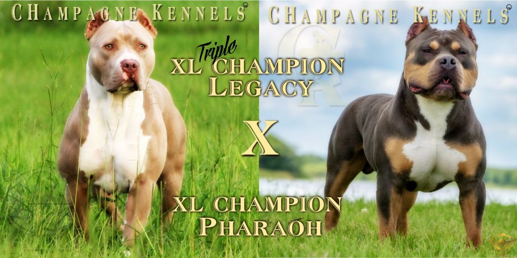 Chocolate Tri Color Pitbull Puppies for Sale | BubaKids.com