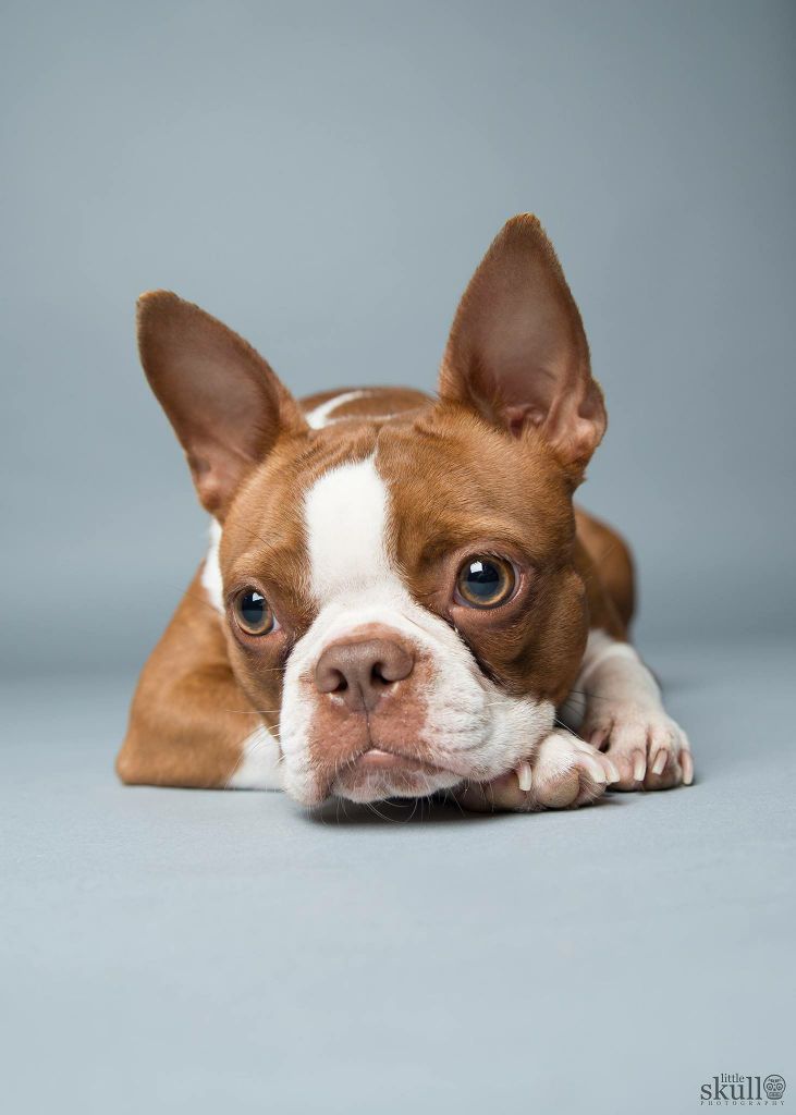 Colored Boston Terrier Puppies for Sale | BubaKids.com