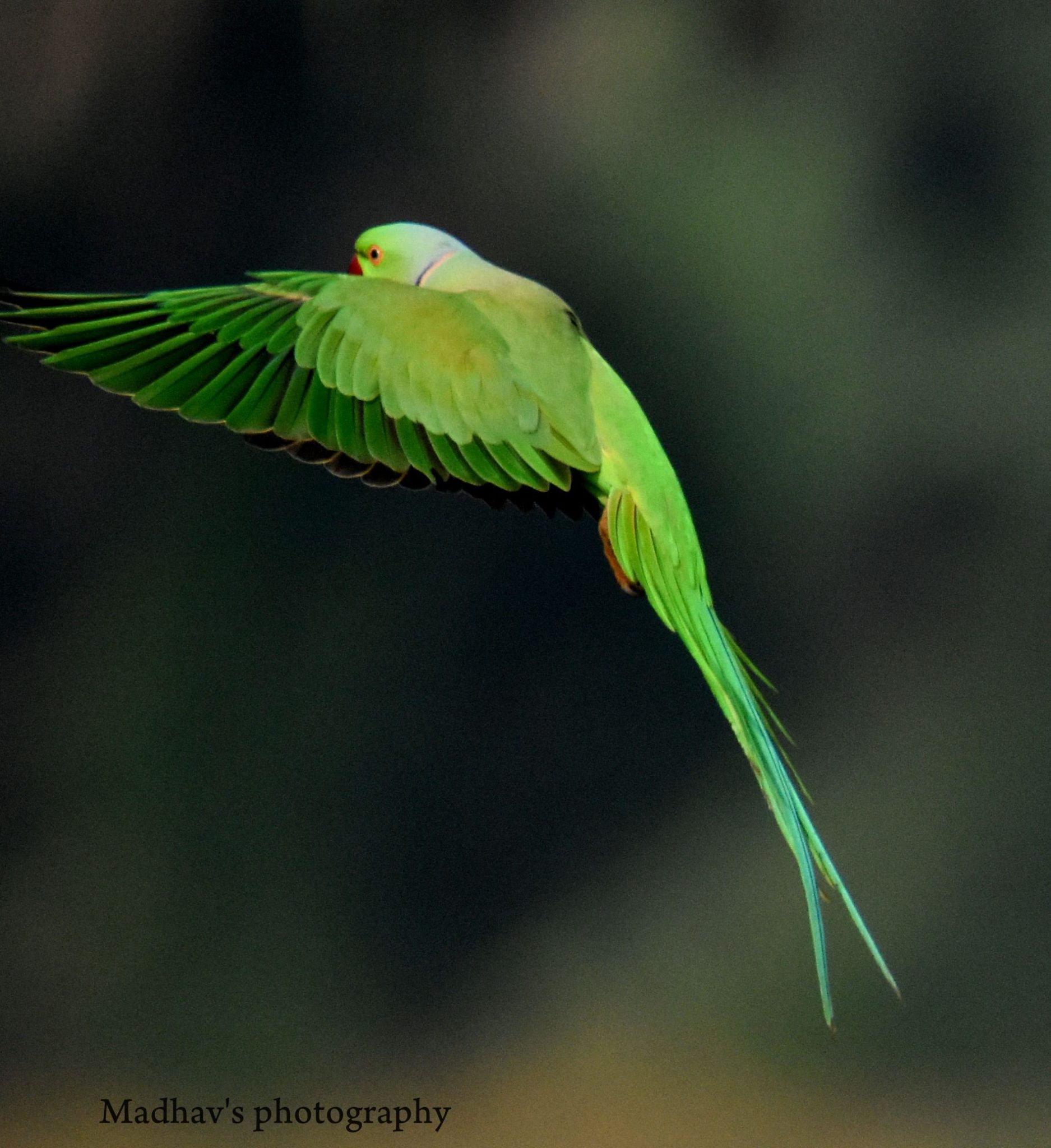 Color Vision Test Animals | BubaKids.com