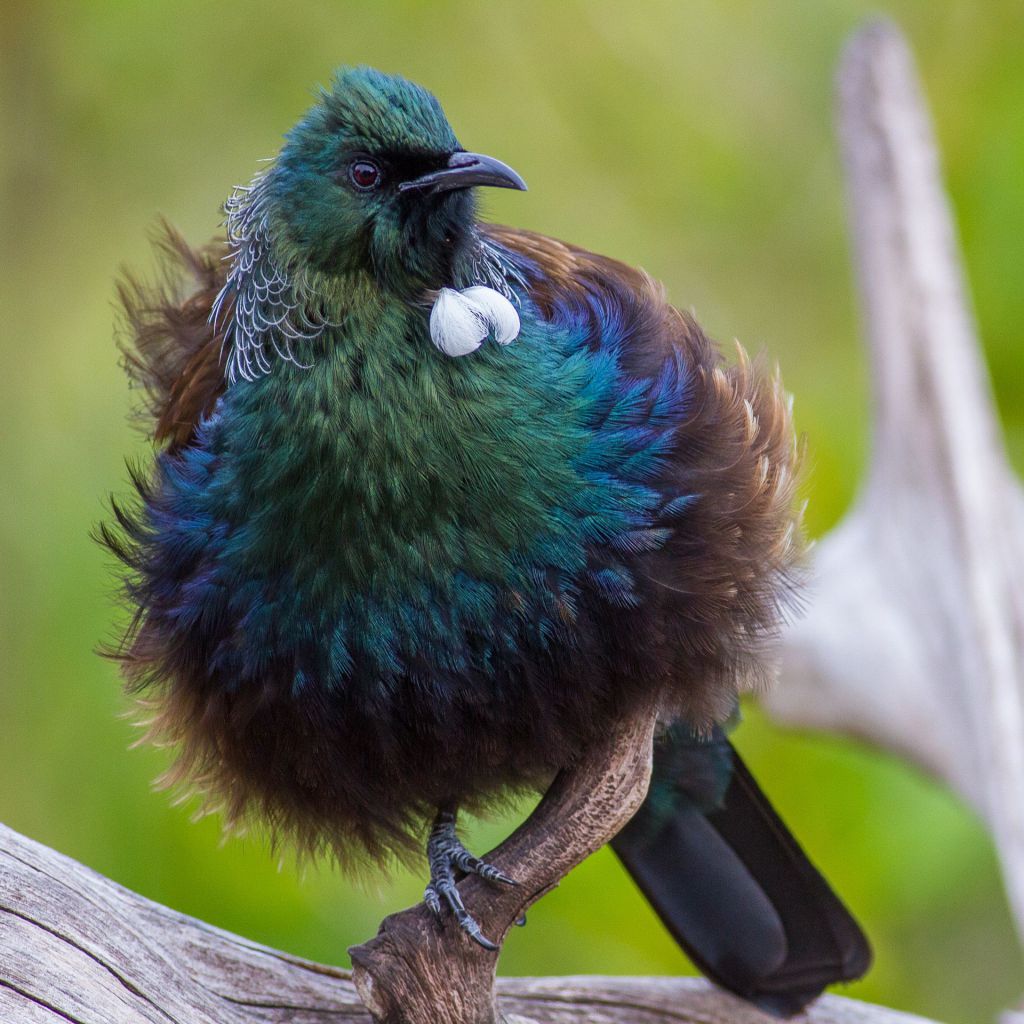 Color Vision Test Animals | BubaKids.com