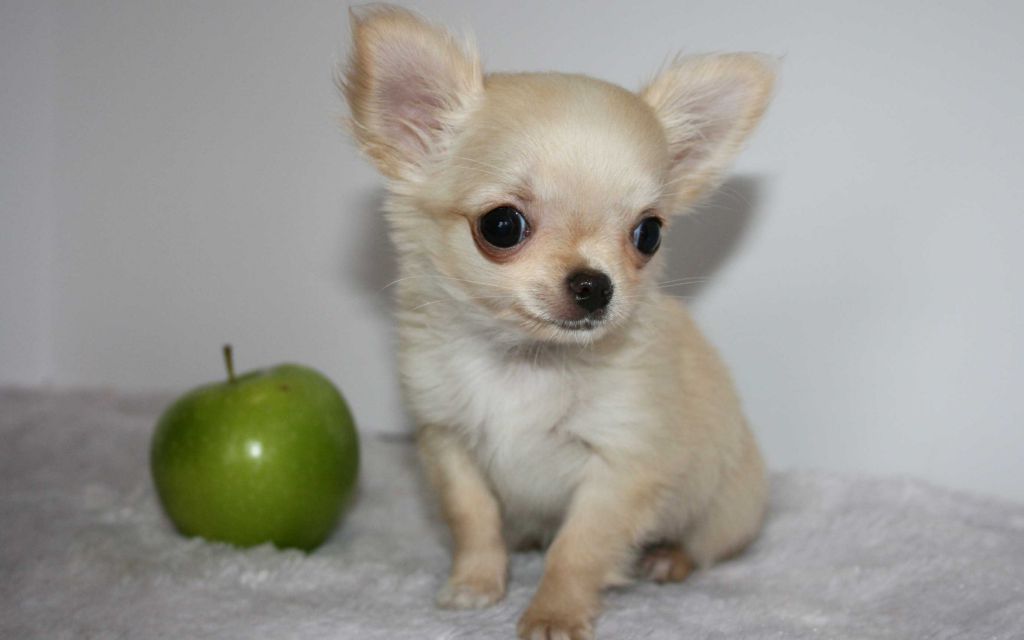 Fawn Colored Chihuahua Puppies | BubaKids.com