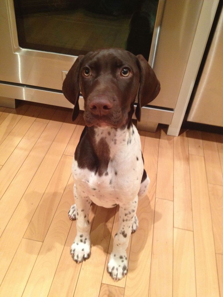 Gsp Puppy Color Change | BubaKids.com