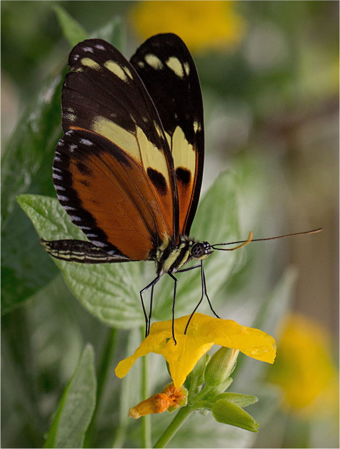 Adult Coloring butterfly | BubaKids.com