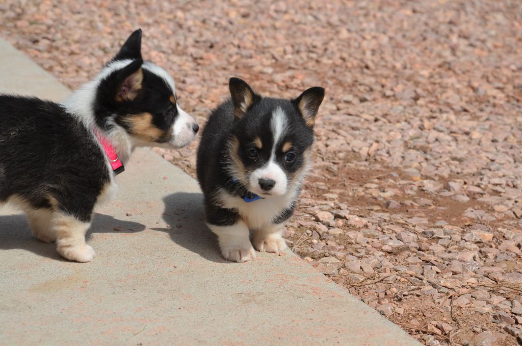 Tri Color Corgi Puppies for Sale | BubaKids.com
