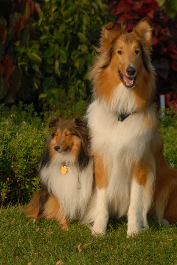 Tri Color Sheltie Puppies for Sale | BubaKids.com