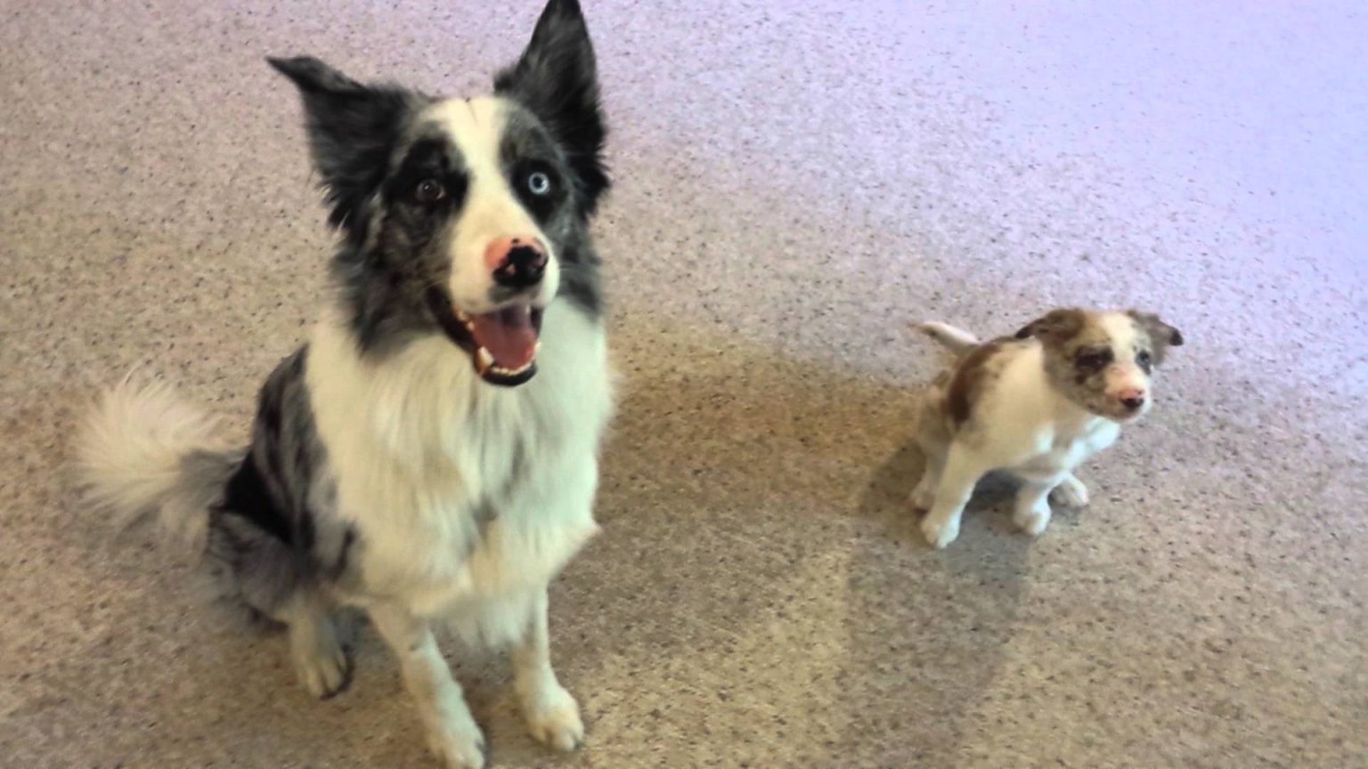 Tri Colored Border Collie Puppies - BubaKids.com