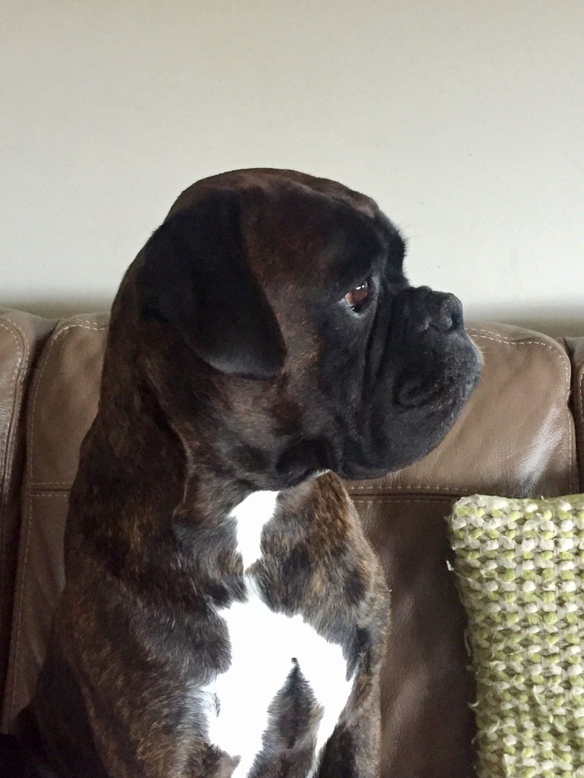 Chocolate Tri Color Pitbull Puppies for Sale | BubaKids.com