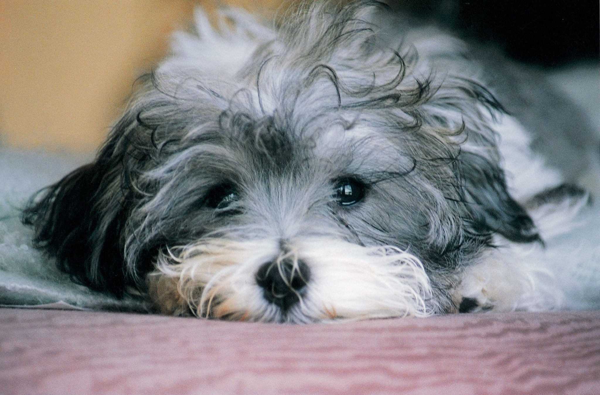 Coloring Pictures Of Puppies Dogs | BubaKids.com