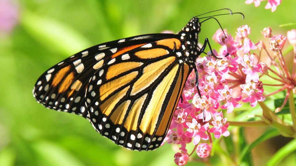 What Color are Monarch butterflies | BubaKids.com