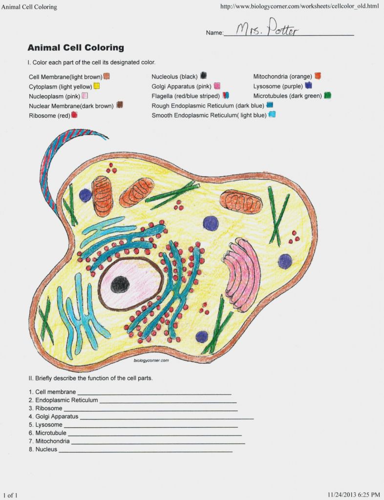 What Color is An Animal Cell | BubaKids.com