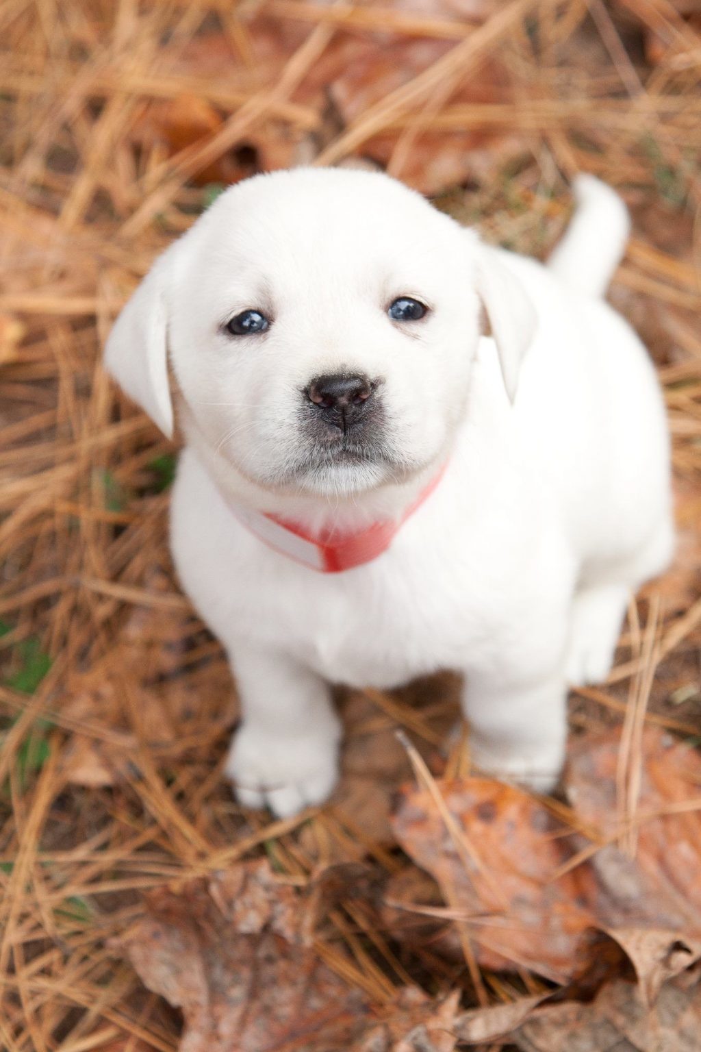 Coloring Pictures Of Puppies Dogs | BubaKids.com